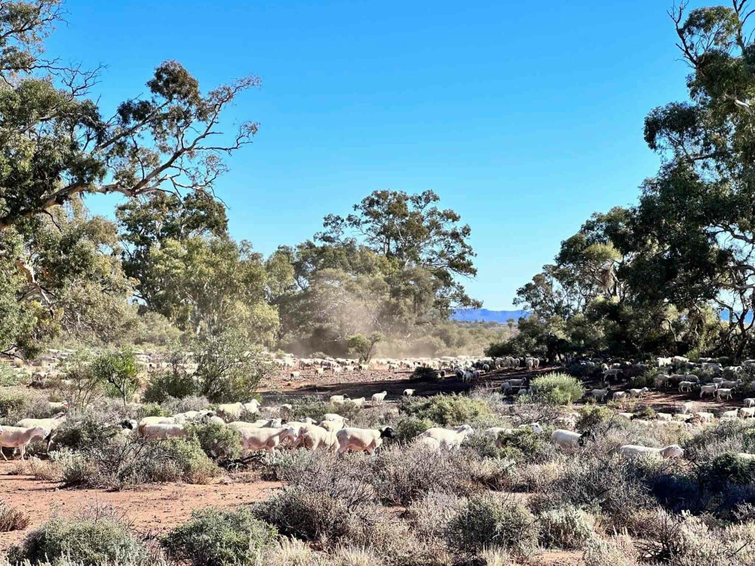 Mount Little Station | Station Stays SA